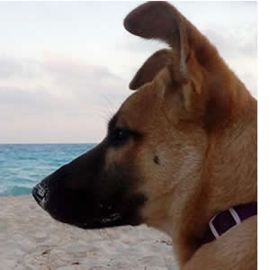 Rescuing a Dog or Cat - the Story of Baladi - Pet Travel Store